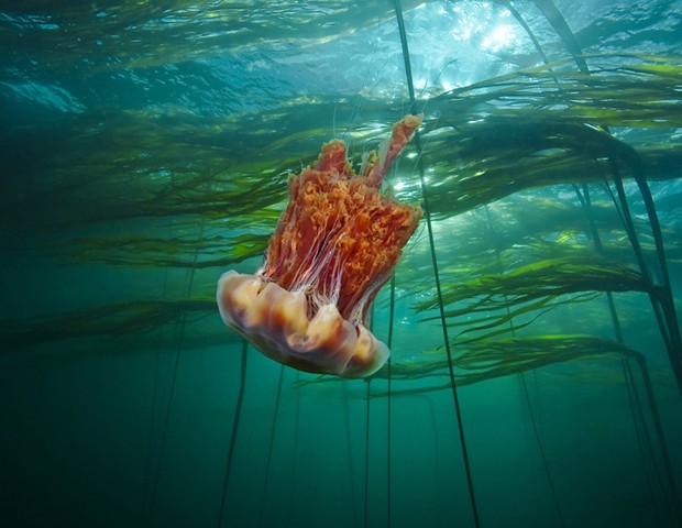 G1 - Exposição retrata beleza da vida aquática no Canadá - notícias em ...