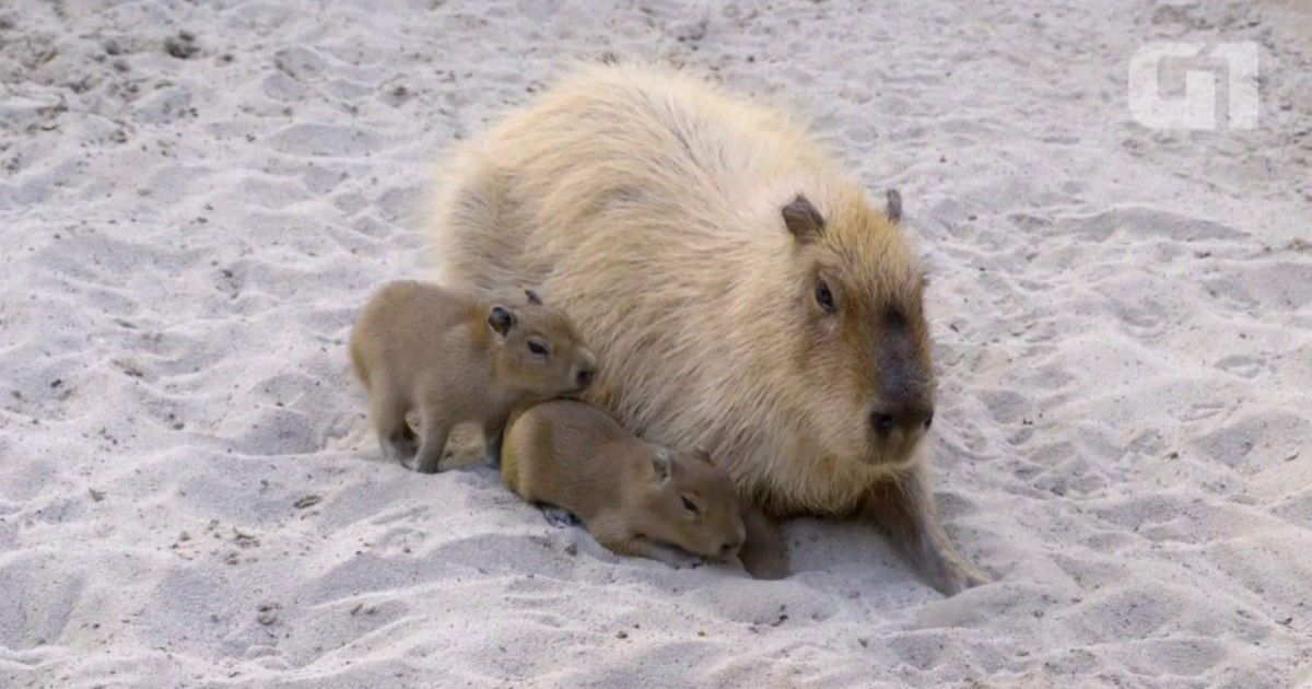 Natureza - Zoológico de San Diego examina filhotes recém-nascidos de ...
