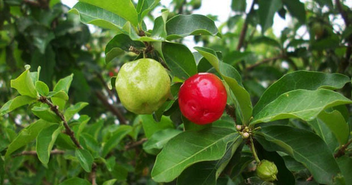 G1 - Acerola é rica em vitamina C e é usada na produção de cosméticos ...