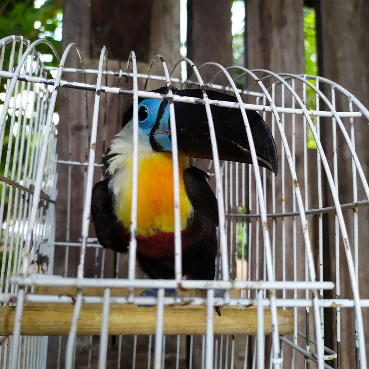 Filhote de tucano-de-bico-preto é resgatado de quintal de casa no ...