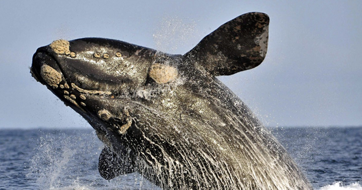 Natureza - Baleia surpreende com saltos em reserva na Patagônia argentina