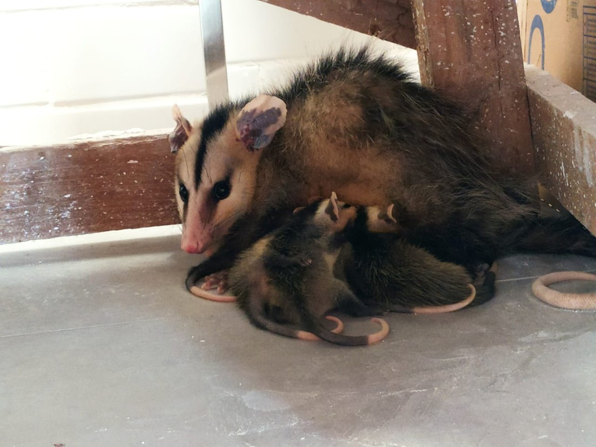 Bombeiros capturam saruê com nove filhotes em construção, em Montes ...