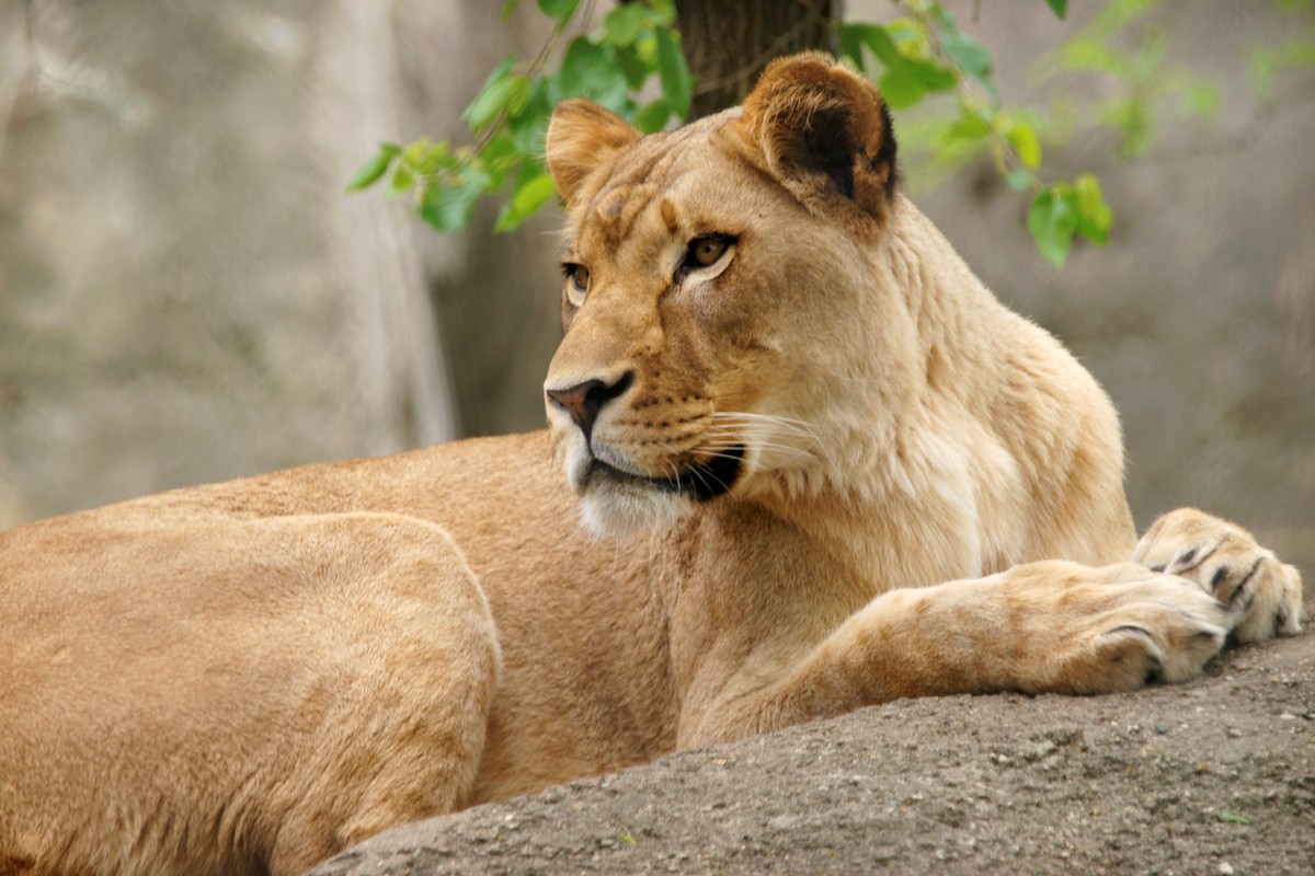 Leoa mata pai de seus três filhotes em zoológico nos EUA | Natureza | G1