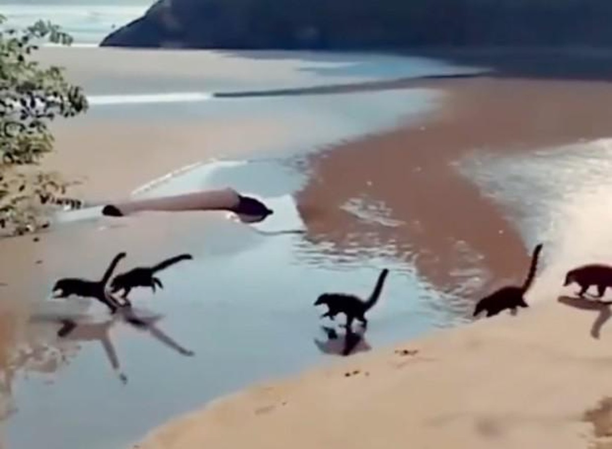 Vídeo de "dinossauros" em praia de SP viraliza na internet; entenda ...