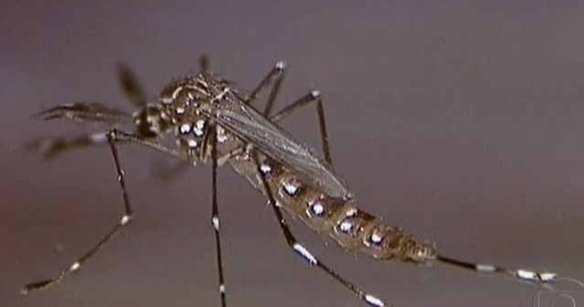 Jornal Hoje - Veja como age o mosquito da dengue e saiba como evitar a ...