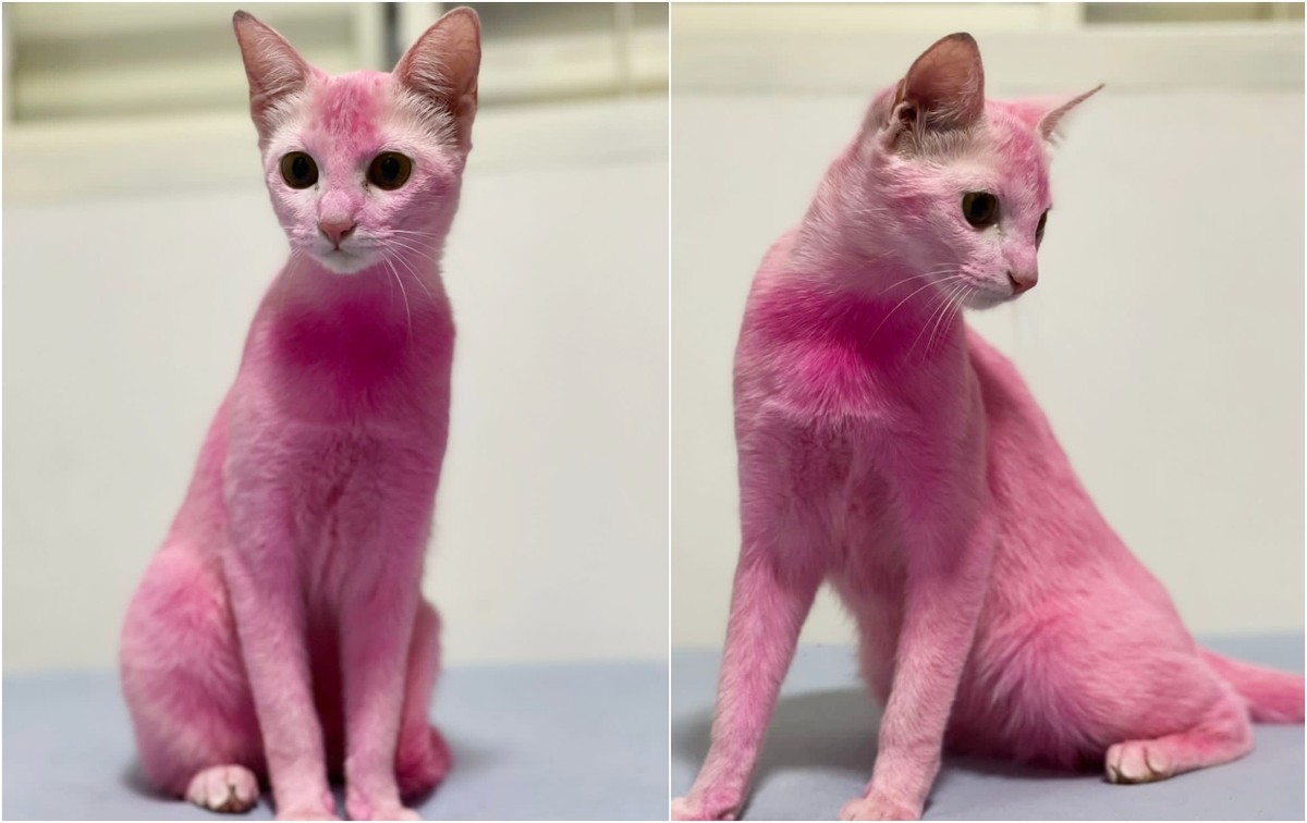 Gata tingida de rosa: veterinário explica riscos e cuidados de ...