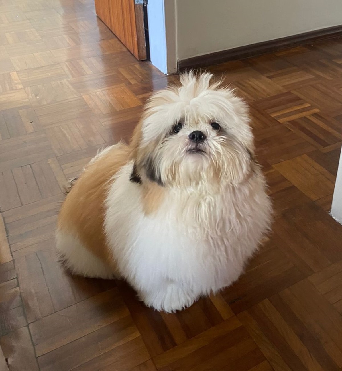 Varíola dos macacos: primeiro cachorro confirmado com a doença no ...