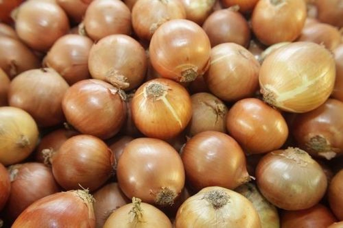 Preço da cebola cai no país mesmo com alta nas exportações, diz Conab ...