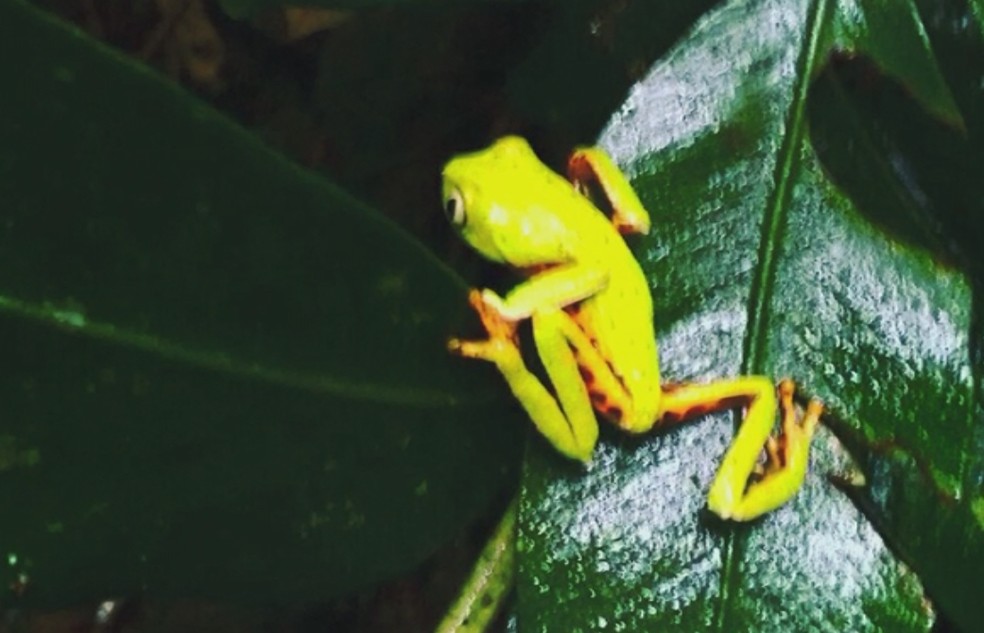 Espécie rara de perereca é encontrada em reserva de parque municipal em ...