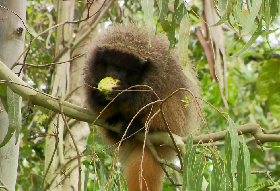 Macaco sauá visita sítio no Sul de Minas Gerais | Terra da Gente | G1