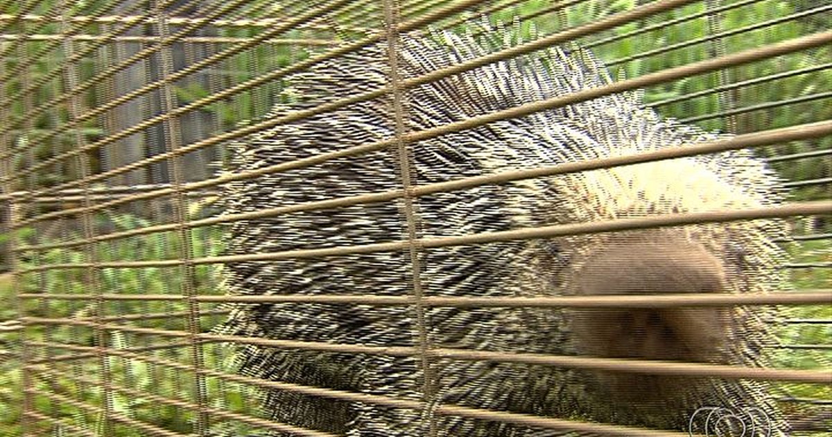 G1 - Trinta e quatro animais silvestres são devolvidos à natureza em ...