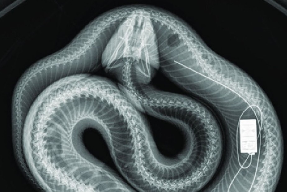 Dispositivo de rastreamento de píton é encontrado em víbora que comeu ...