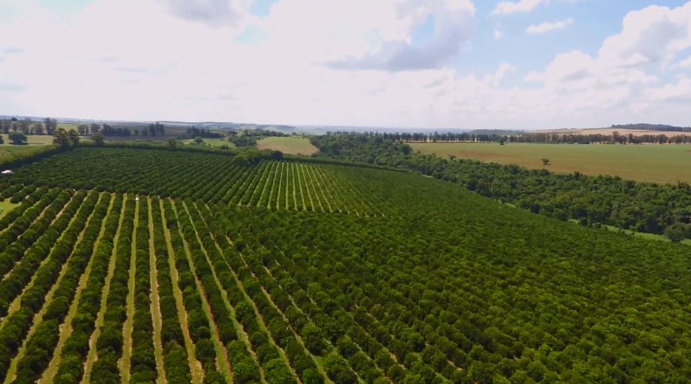 Série da EPTV mostra o valor da laranja no Brasil e nos Estados Unidos ...