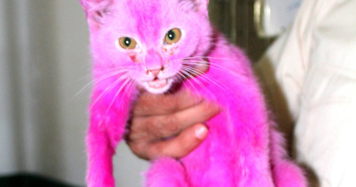 G1 - Gato pintado de rosa é flagrado à venda em mercado no Bahrein ...