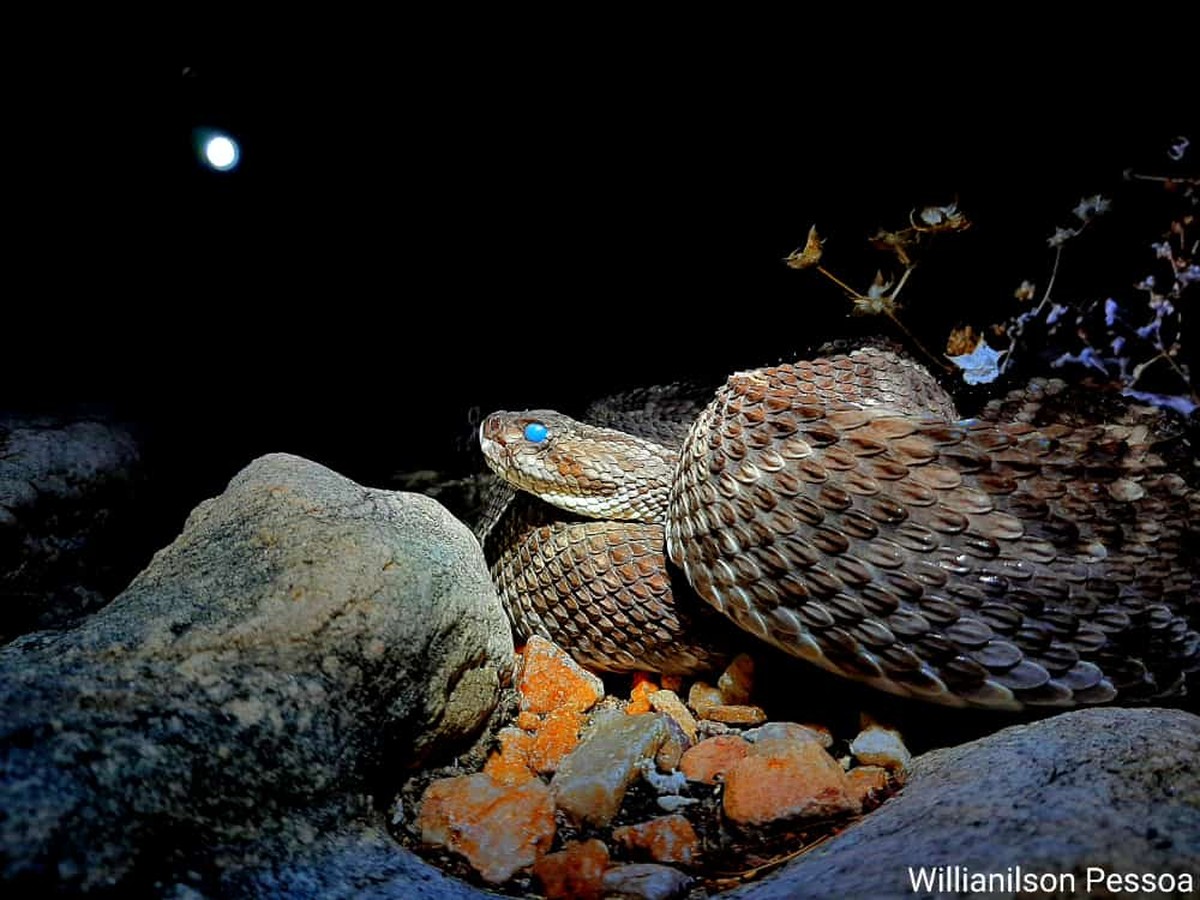 Cobra cega? Entenda por que os olhos das serpentes ficam azuis | Terra ...