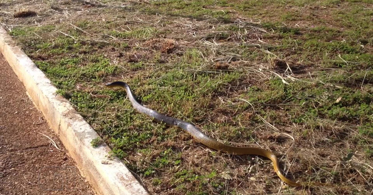 G1 - Cobra 'papa-pinto' é flagrada em hangar do aeroporto de Palmas ...