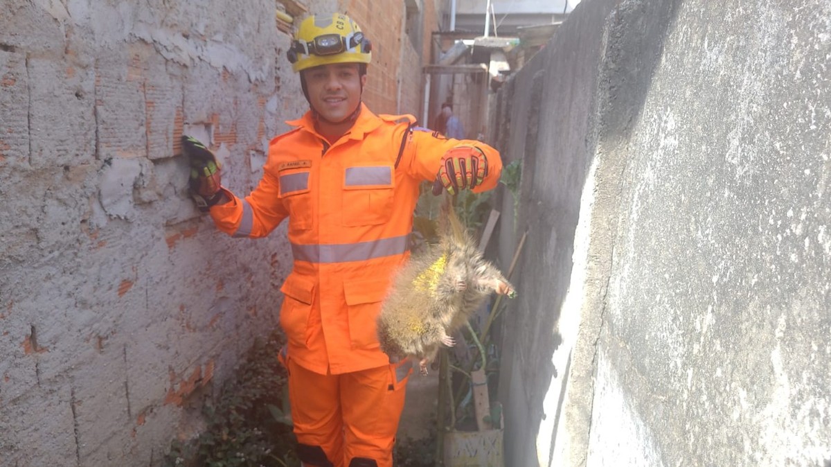 Ouriço-cacheiro é capturado em residência em Barbacena | Zona da Mata | G1