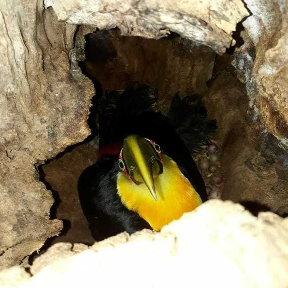 Gerente administrativo monitorou filhotes de tucano desde o ovo até o ...
