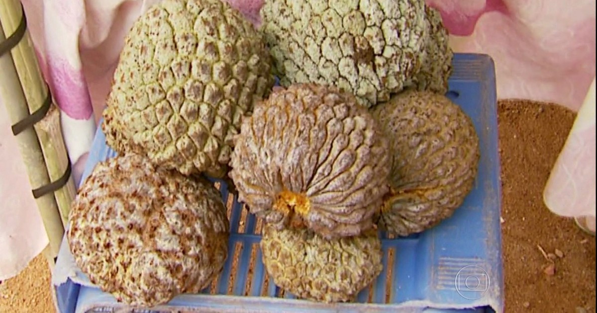 Agronegócios - Cultivo do marolo ganha espaço no sul de Minas Gerais