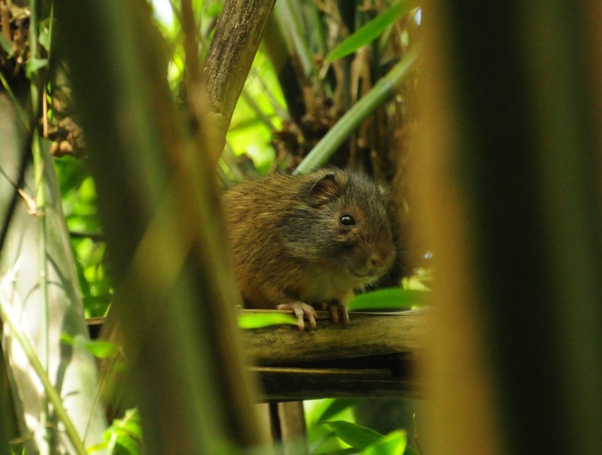 Rato-da-taquara: conheça o tímido roedor que habita a Mata Atlântica ...