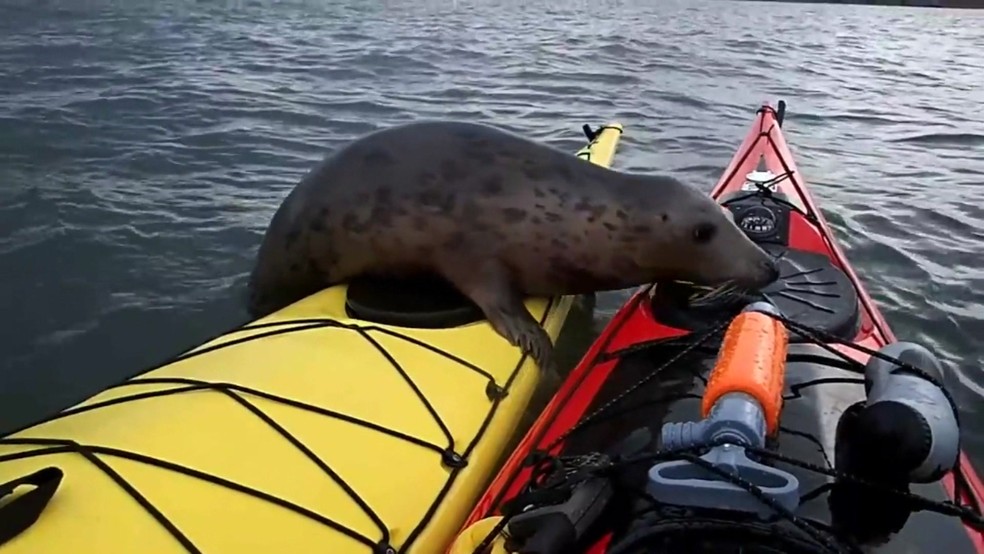 Foca pega carona em caiaque durante passeio na Escócia | Natureza | G1