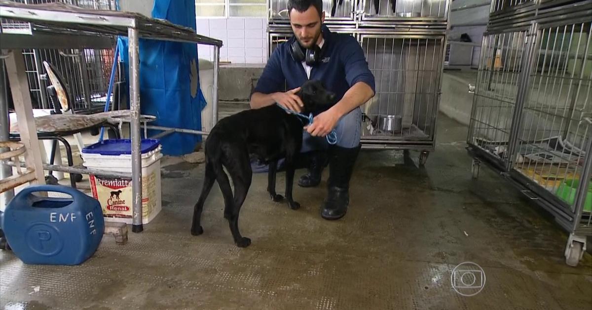 Bem Estar - Especialistas falam sobre a relação dos humanos com os cães