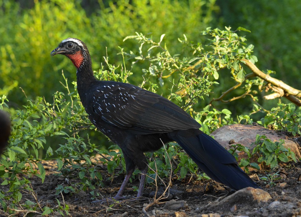 Fotógrafo encara desafio para registrar ave endêmica da Caatinga ...