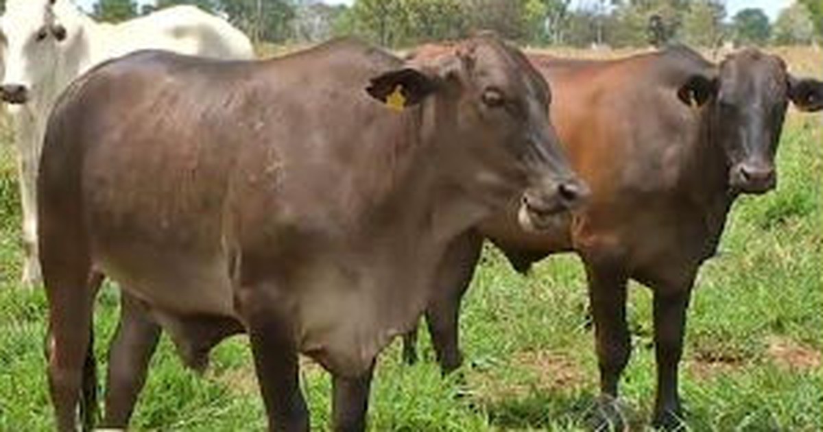 G1 - Criação do novilho precoce será discutida em seminário em MS ...