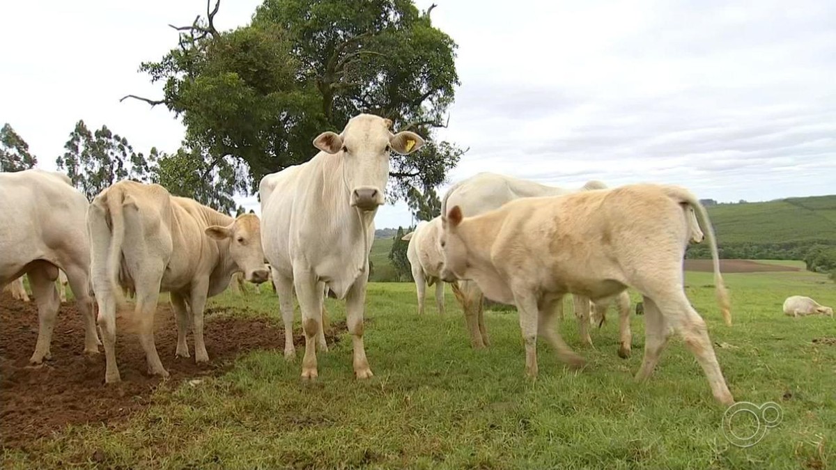 Mais de 160 milhões de bovinos devem ser vacinados contra a febre ...