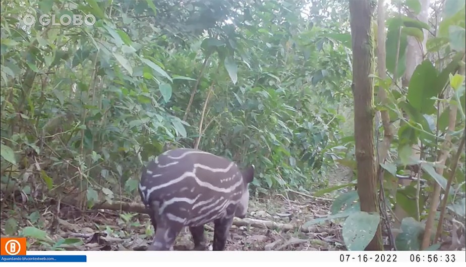 Filhote de anta nascido na natureza é flagrado passeando com a mãe em ...