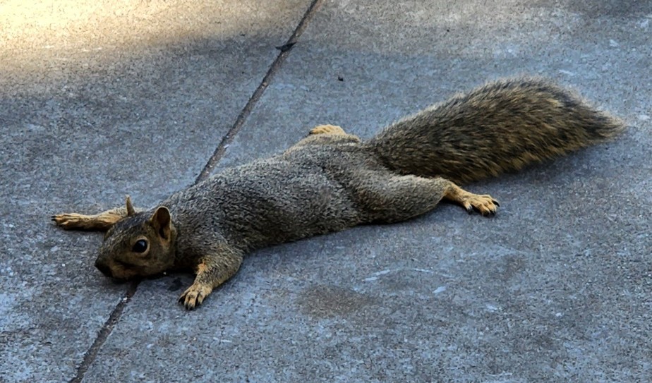 Esquilos esparramam-se pelas ruas da Califórnia em meio à onda recorde ...