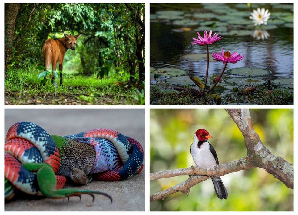 Exposição fotográfica aproxima os visitantes da fauna e flora ...