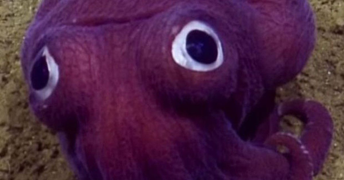 Natureza - As expedições que têm descoberto estranhas criaturas roxas ...