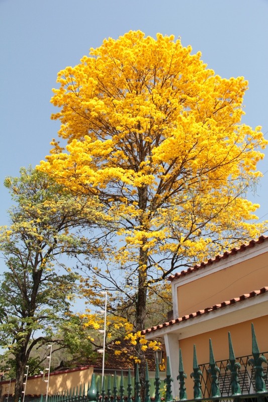 Qual é o mais bonito ipê do Rio? Foto 41 | Ancelmo - O Globo