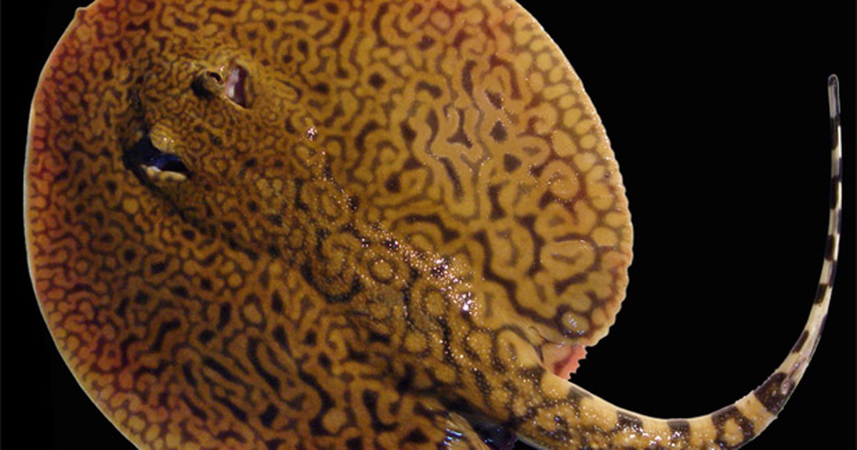 Natureza - Arraia comercializada há anos é finalmente descrita pela ciência