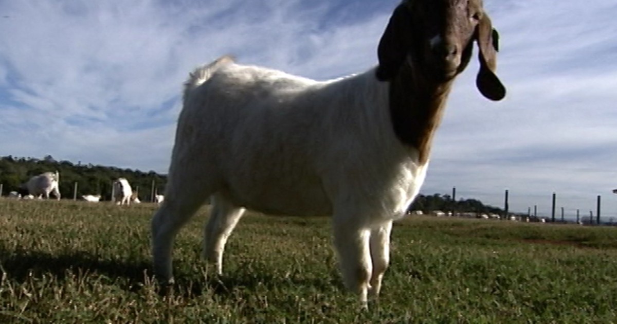 Agronegócios - Criação de caprinos ganha força nas pequenas ...