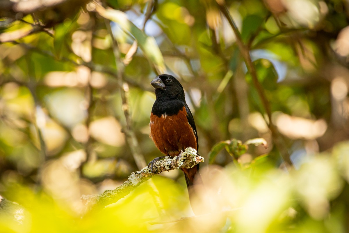 Encontro com curió na natureza emociona professor | Terra da Gente | G1