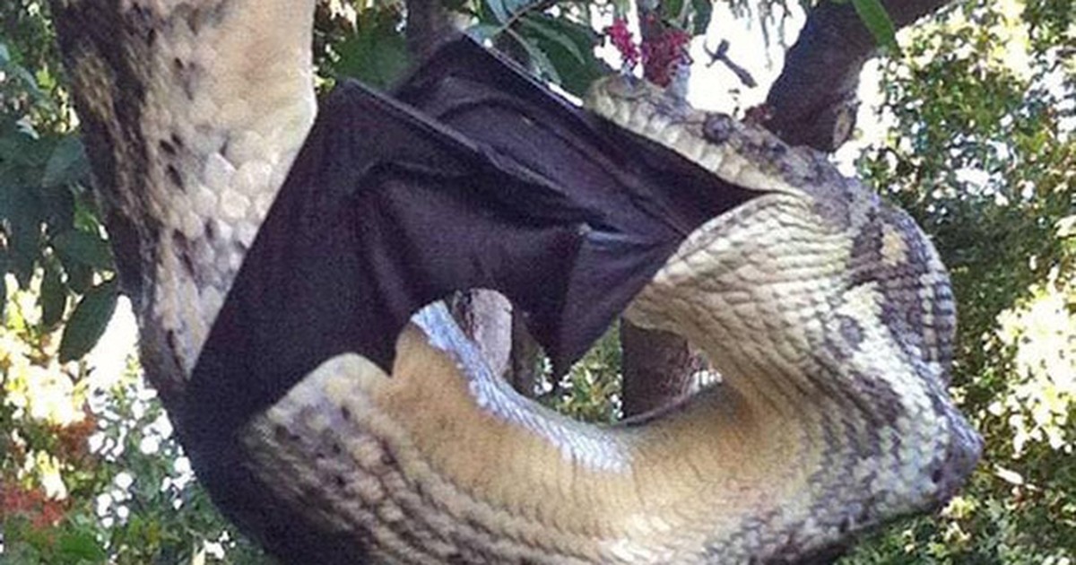G1 - Casal flagra cobra enorme devorando raposa-voadora na Austrália ...