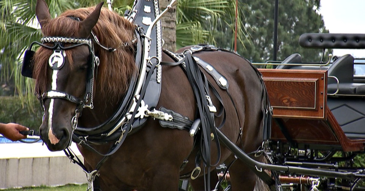 G1 - Raça de cavalo exótica chama atenção pela elegância - notícias em ...