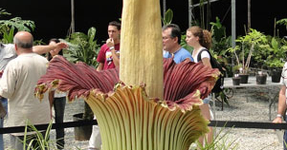 G1 - 'Flor-cadáver' floresce pela 1ª vez na América Latina em MG, diz ...