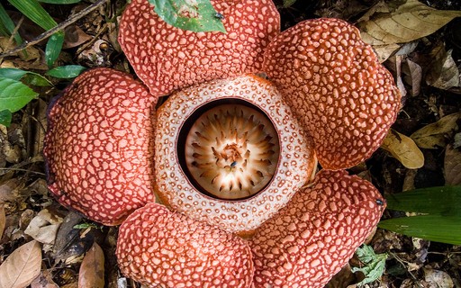 Raflésia: conheça a rara (e fétida) flor que pode atingir 1 m de ...