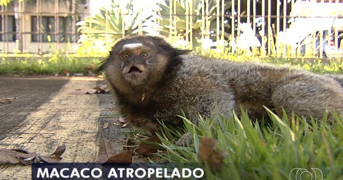 G1 - Macaco atropelado não resiste a ferimentos e morre, em Goiânia ...