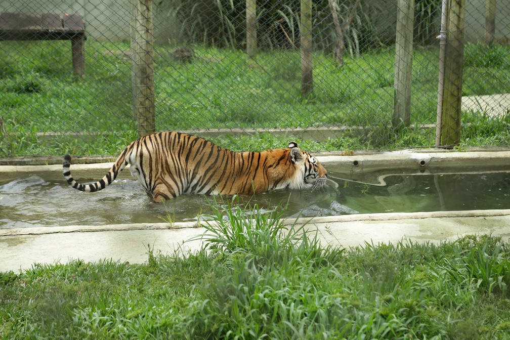 Com verão intenso, animais do Zoo de Curitiba recebem sorvete e outros ...