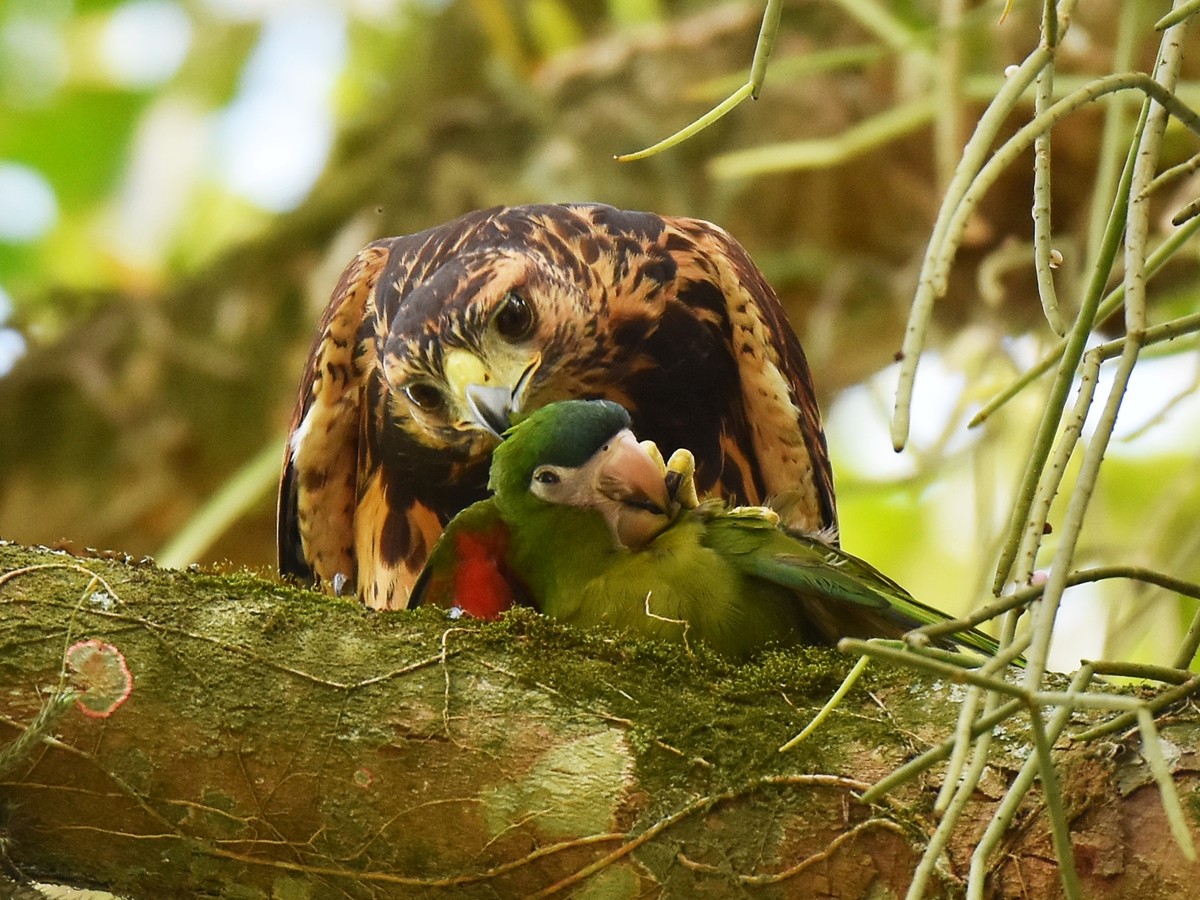 Fotógrafa registra ataque de gavião e amplia o acervo com registros ...
