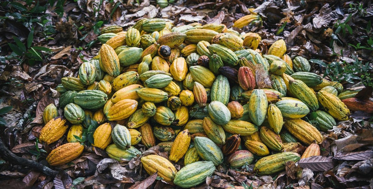 Reforestation program gains scale in the Amazon rainforest ...