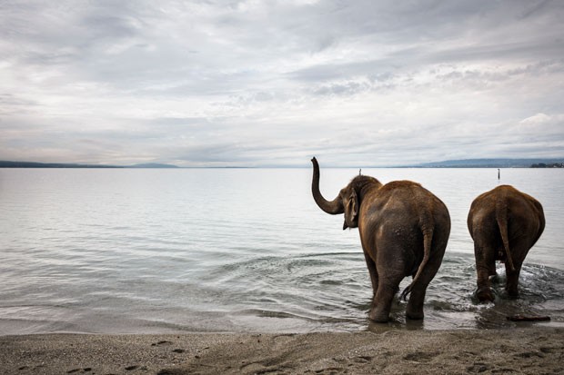 G1 - Elefantes ganham 'folga' de circo suíço e se divertem em praia ...
