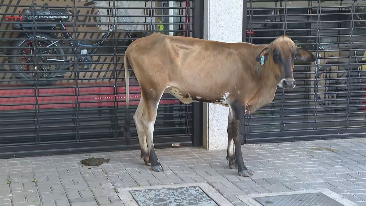 Vaca ocupa calçada em frente a loja de bicicleta em avenida movimentada ...