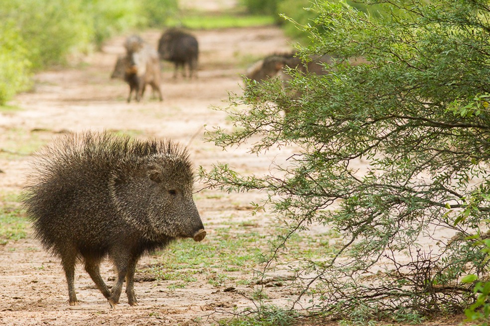 Taguá, espécie rara de mamífero, foi descrita inicialmente como um ...