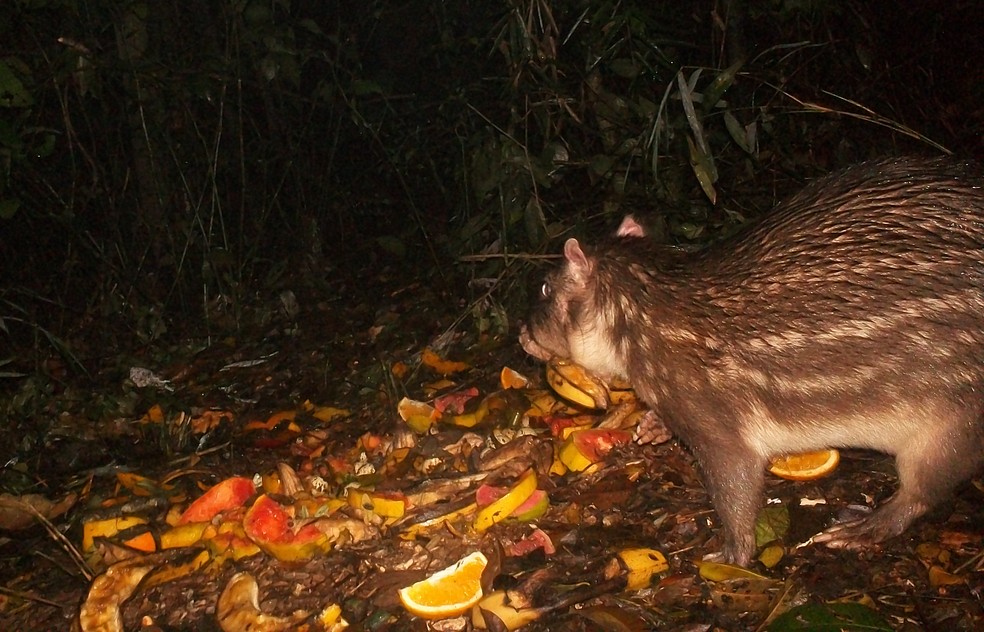 Já ouviu o ditado: paca, tatu, cutia não? | Terra da Gente | G1