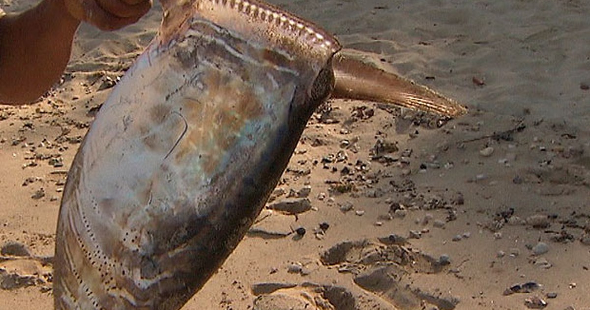 G1 - Moradores encontram peixe raro na praia de São Tomé de Paripe, na ...